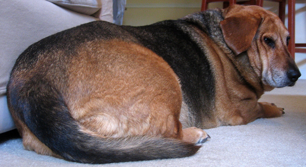 Hypoallergenic Diet for Dogs - The Facts - Dog Nutrition Guide